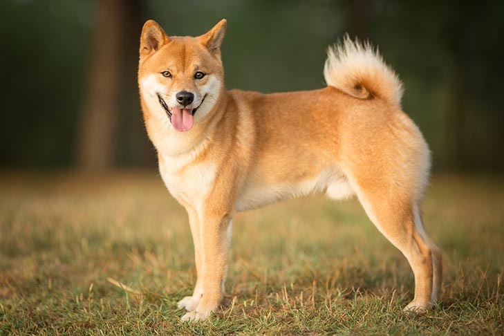 مشخصات کامل، قیمت و خرید نژاد سگ شیبا اینو (Shiba Inu) | پت راید
