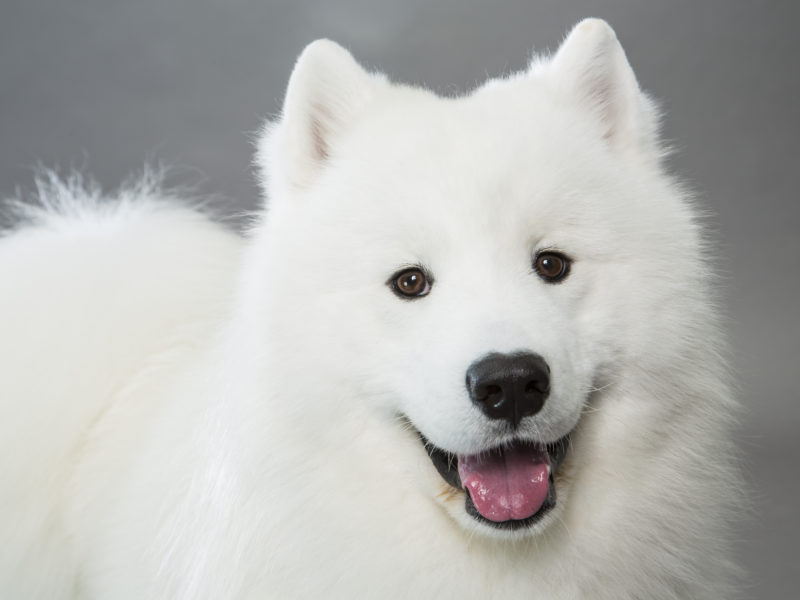 مشخصات کامل، قیمت و خرید نژاد سگ سامویید (Samoyed) | پت راید